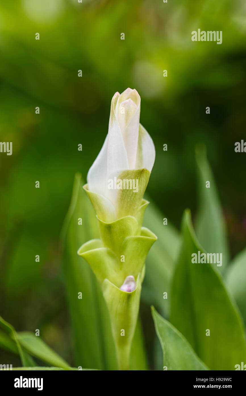 Zingiberaceae hi-res stock photography and images - Alamy