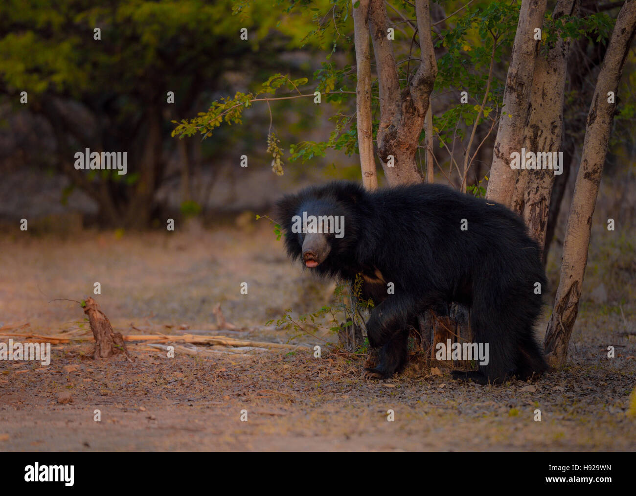 Daroji bear hi-res stock photography and images - Alamy