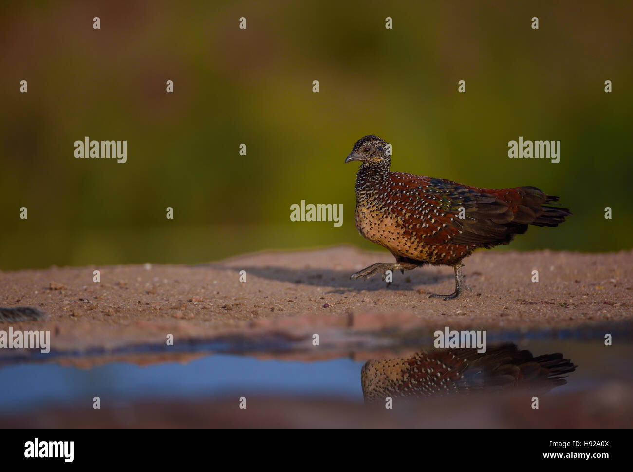 Spurfowl walking hi-res stock photography and images - Alamy