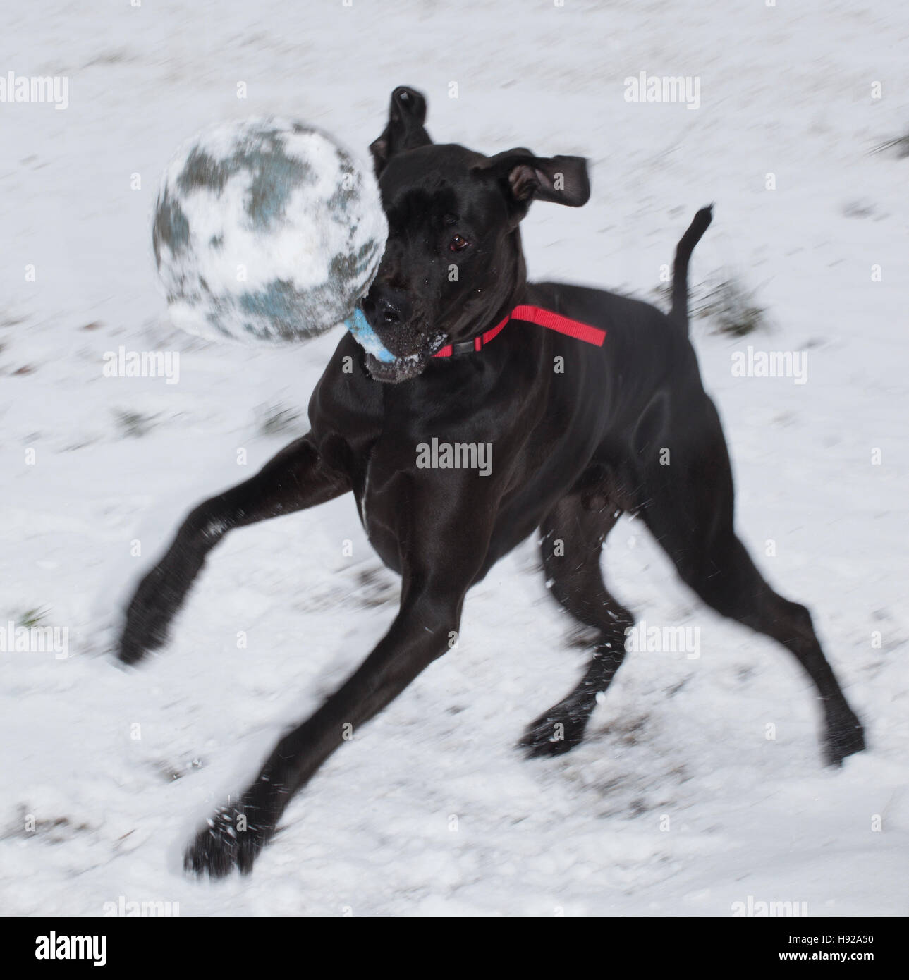 Black Great Dane running with a big blue ball in the snow Stock Photo ...
