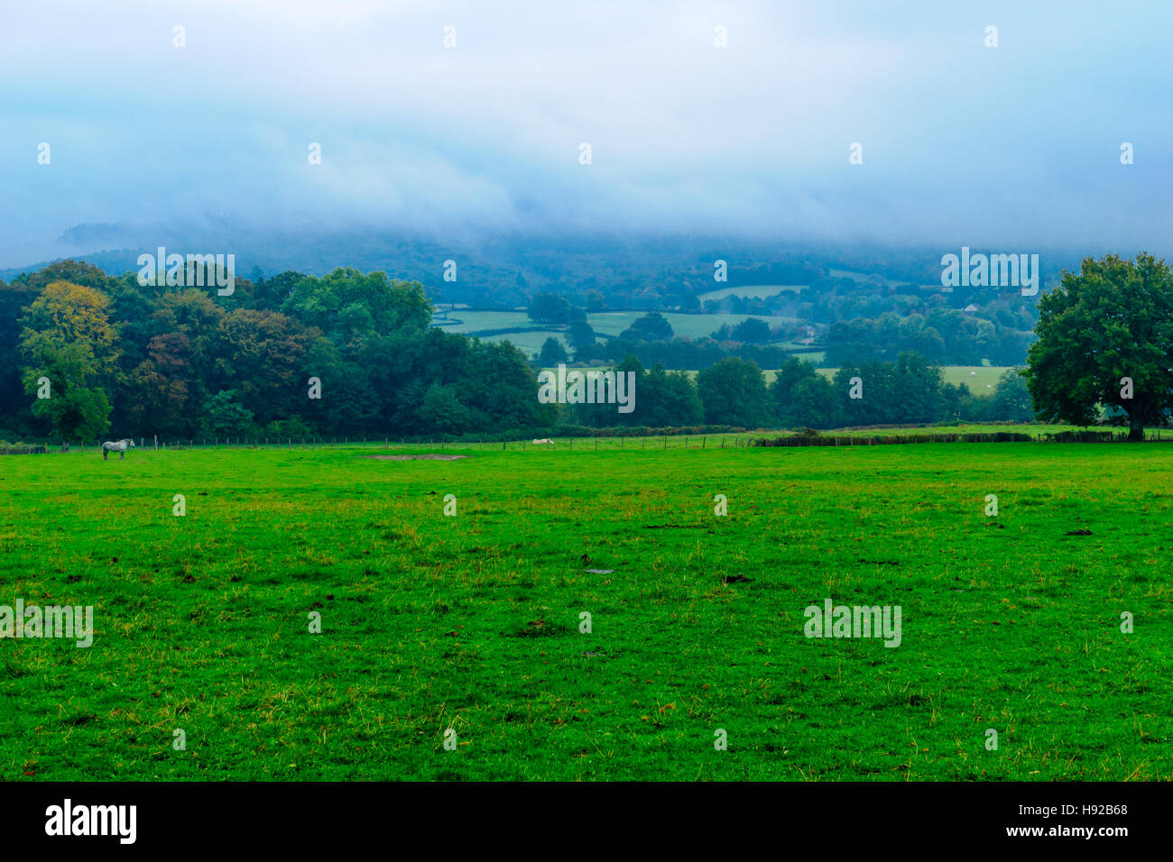 Countryside and horses in the Morvan Mountains, in Burgundy, France ...
