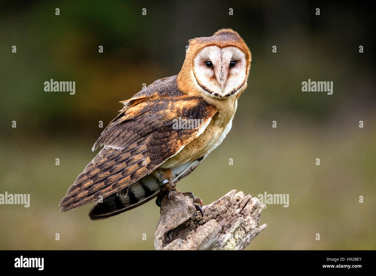 Barn Owl static and in flight Canadian Raptor Conservancy Stock Photo ...