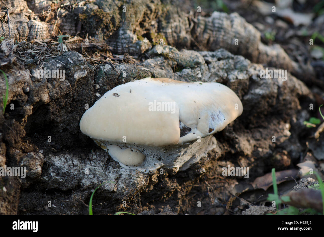 White polypore bracket fungus on trunk, Andalusia, Spain Stock Photo ...
