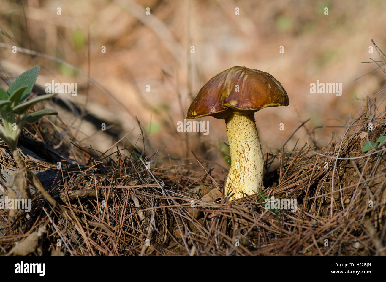 Weeping bolete, granulated bolete, Suillus granulatus, a pored edible ...