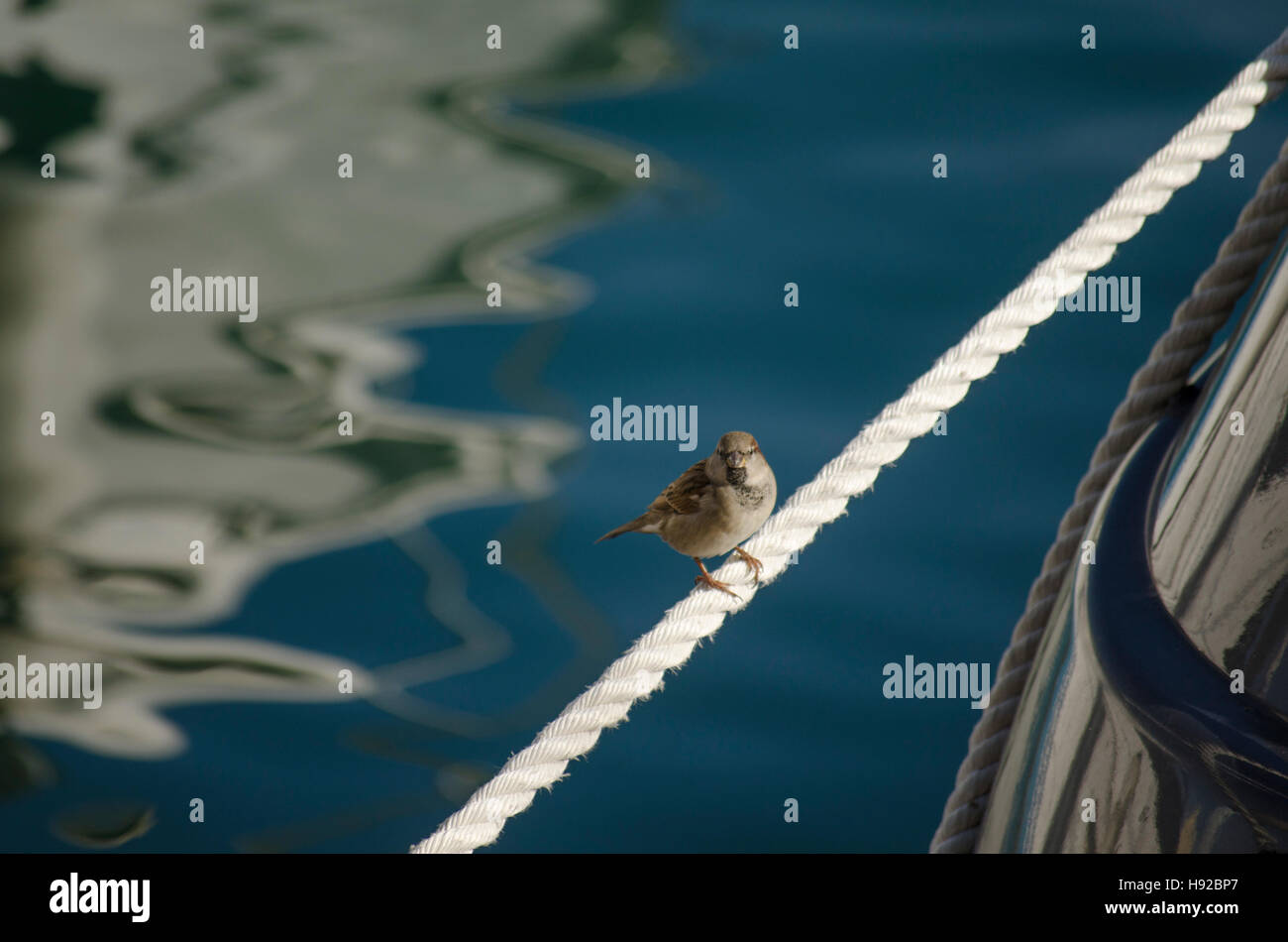 Sparrow on rope hi-res stock photography and images - Alamy