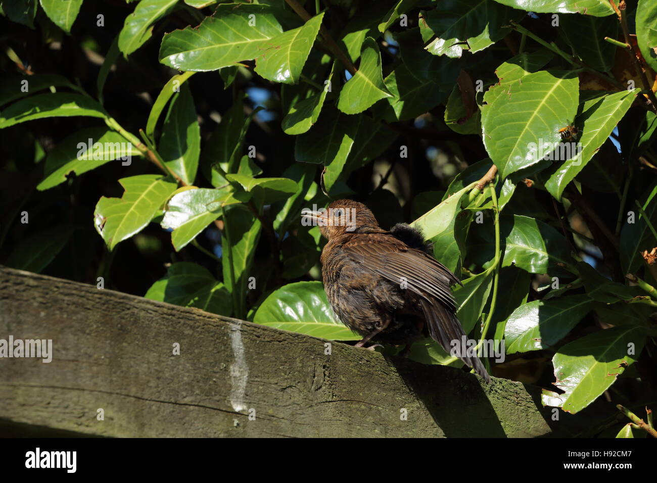 Sitting On Beam High Resolution Stock Photography and Images - Alamy