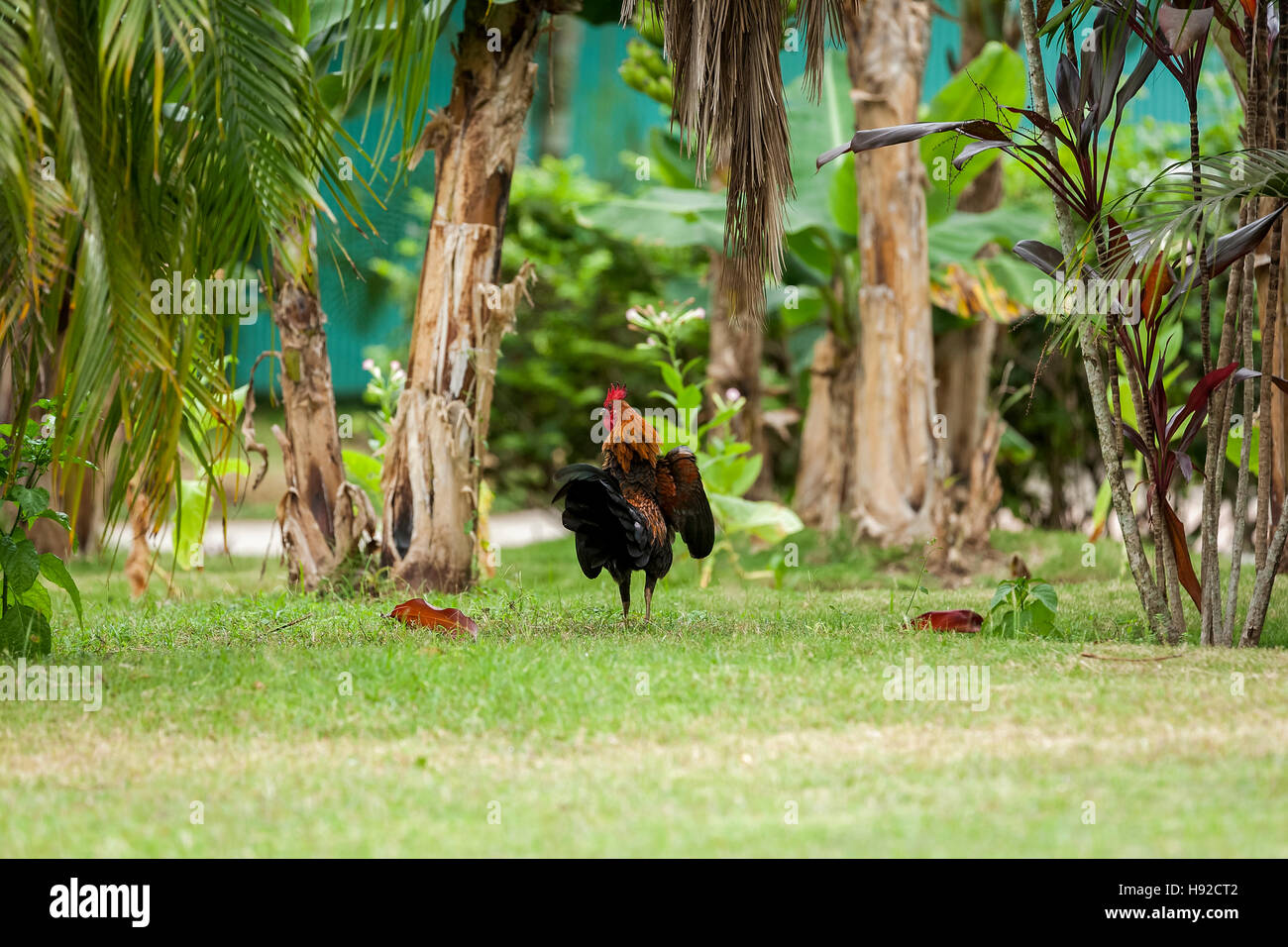 Cockerel chicken walking on the grass among palm trees in Cuba Stock ...