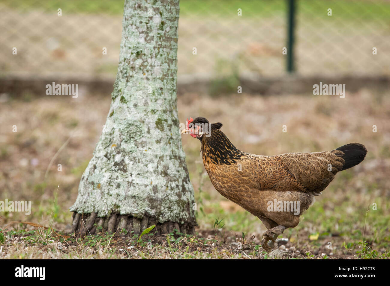Chicken next to the trunk of a palm tree in Cuba with an isolated ...
