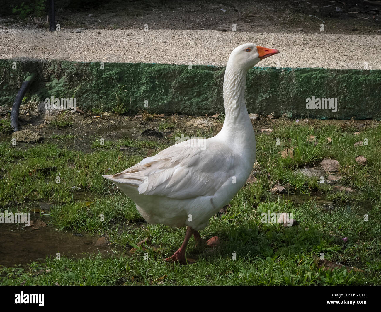 White goose walking on grass Stock Photo - Alamy
