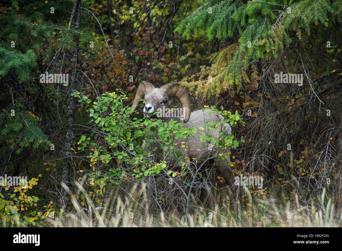Bighorn sheep ram near Missoula Montana Stock Photo - Alamy