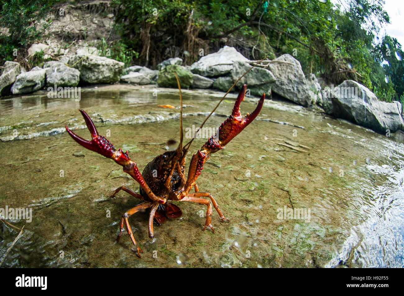 Fishing for crayfish hi-res stock photography and images - Alamy