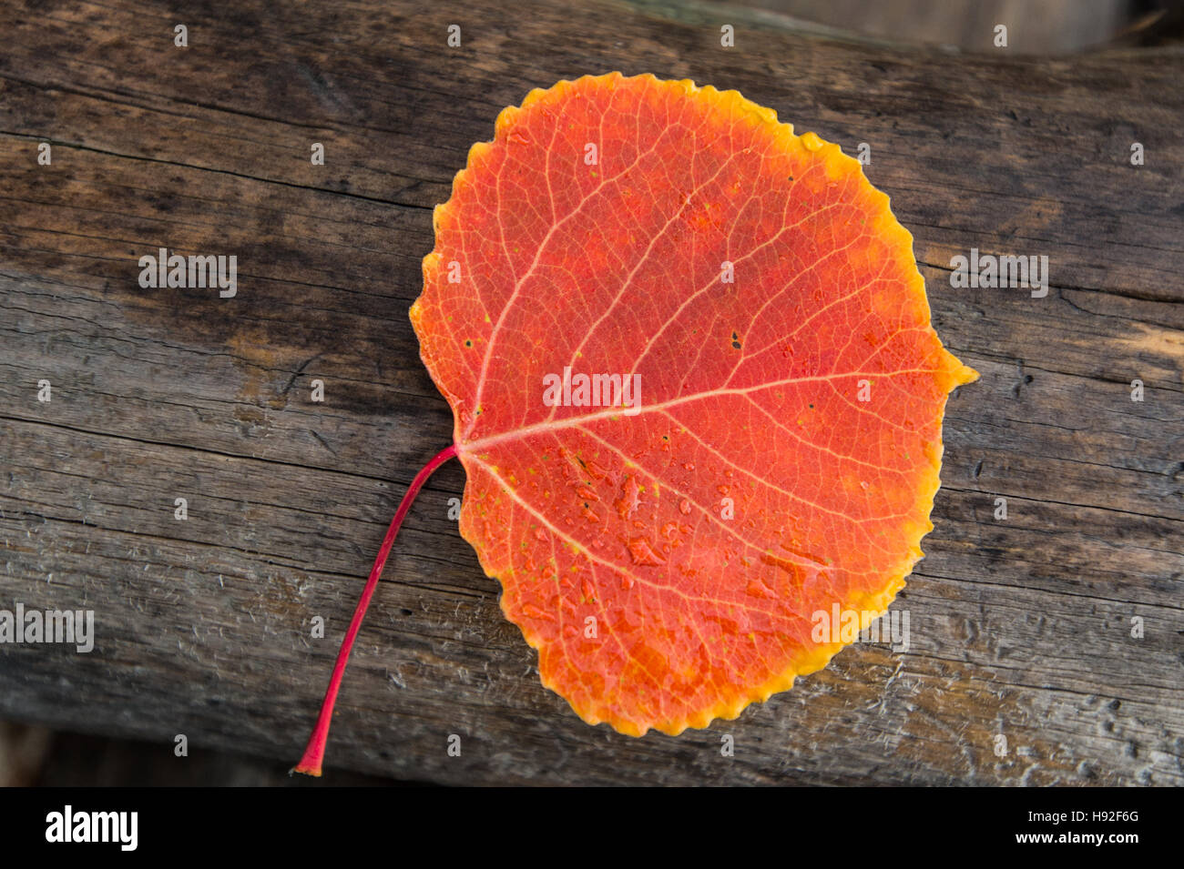 Fall aspen leaf in Idaho Stock Photo - Alamy