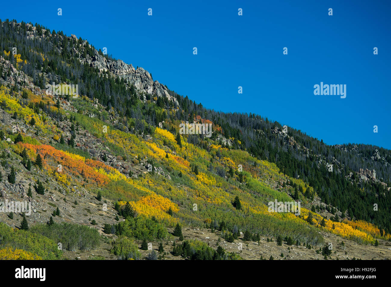 Fall foliage in Montana Stock Photo - Alamy