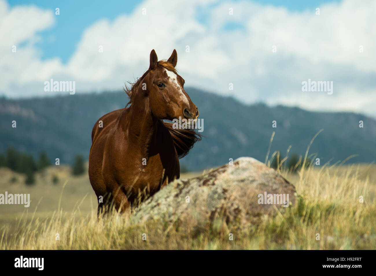 Horses grazing in a Montana hay field Stock Photo - Alamy