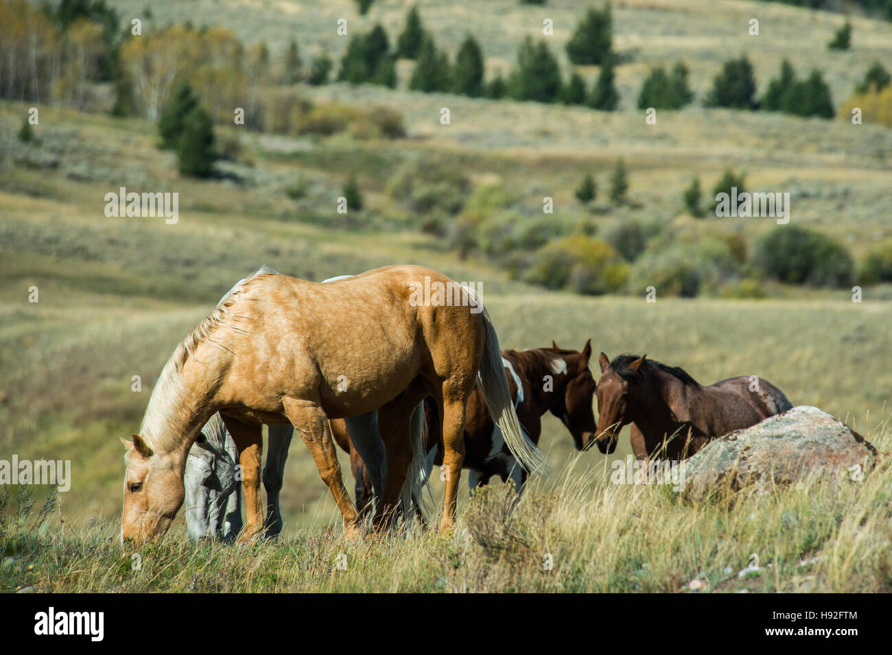 Horses grazing in a Montana hay field Stock Photo - Alamy