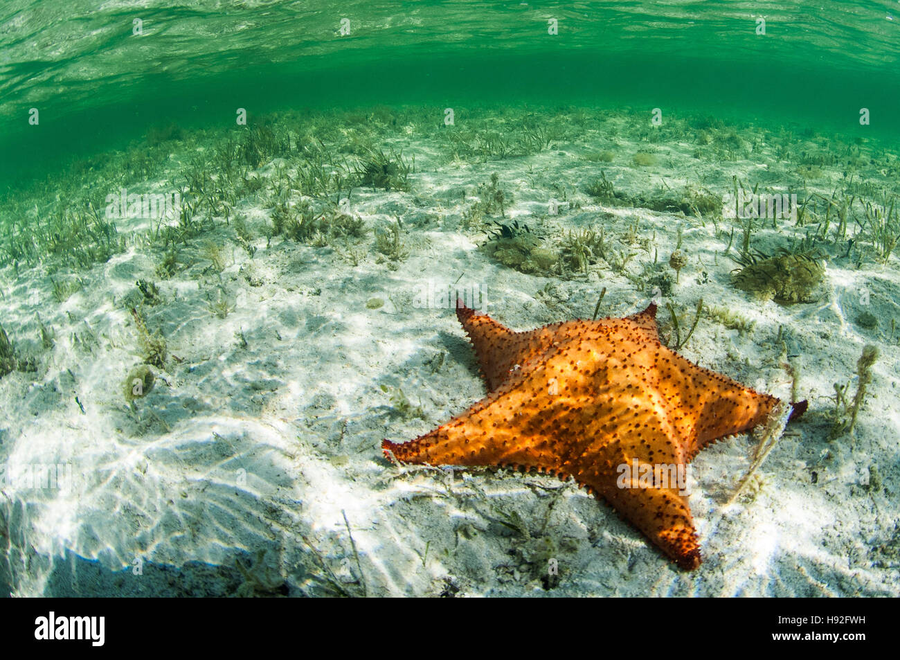 Starfish on the sea floor in the Bahamas Stock Photo - Alamy