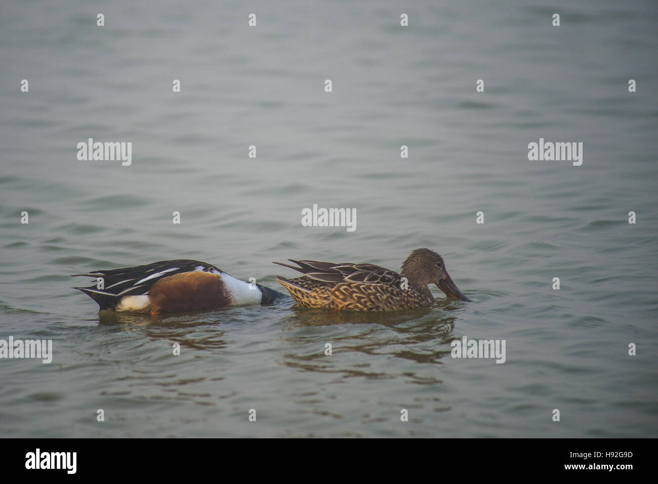 Northern shoveler spoonbill ducks resting and feeding in a marsh pond ...