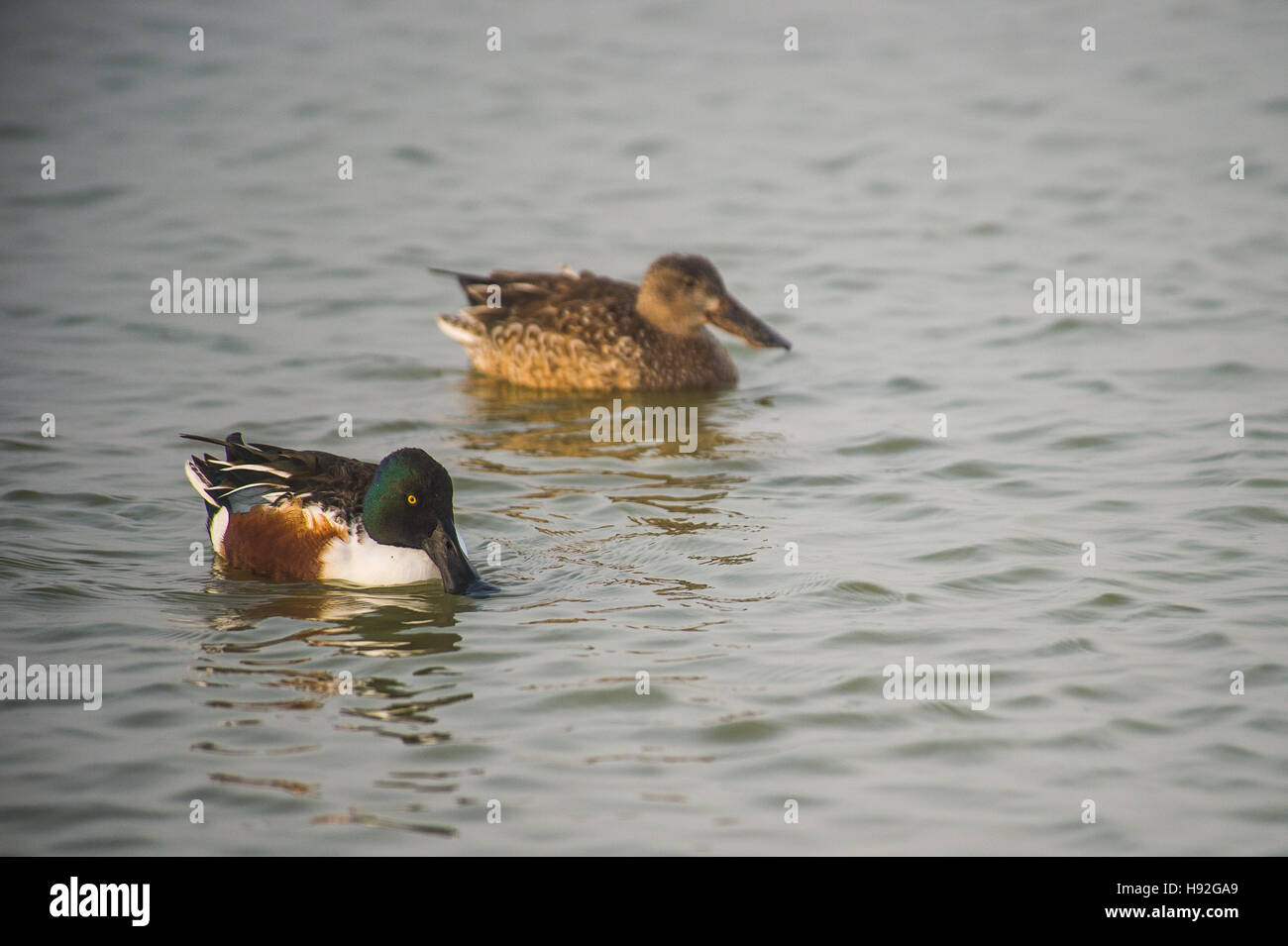 Northern shoveler spoonbill ducks resting and feeding in a marsh pond ...