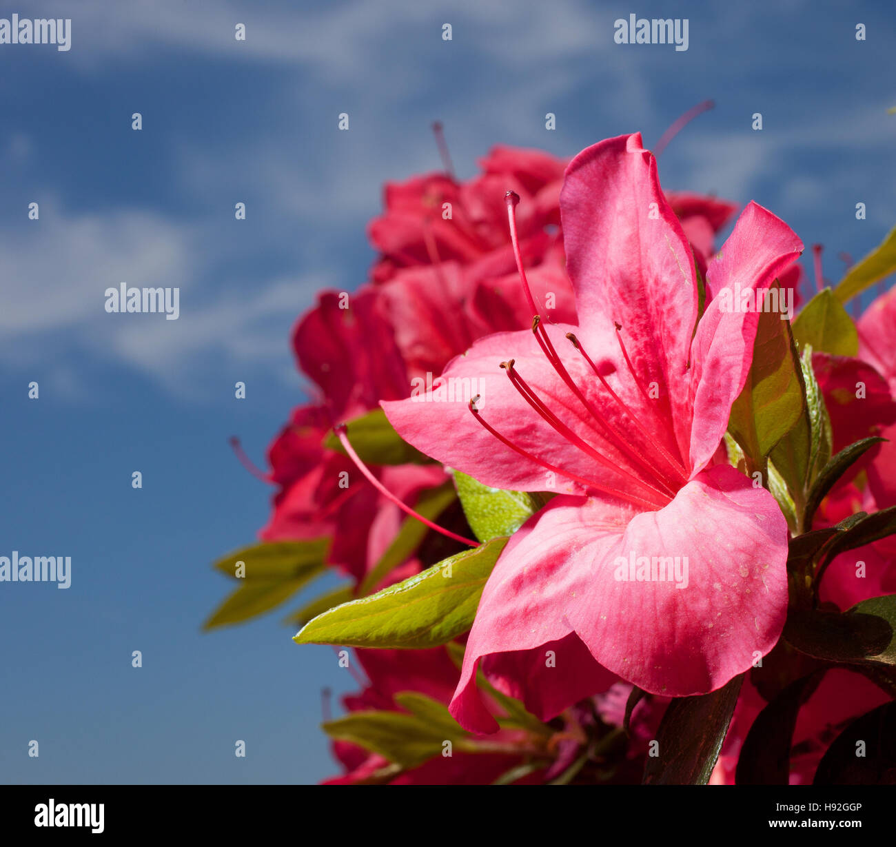 Azalea bush hi-res stock photography and images - Alamy