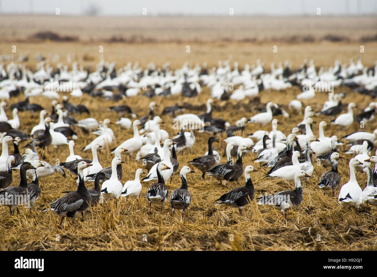 Snow geese in field hi-res stock photography and images - Alamy