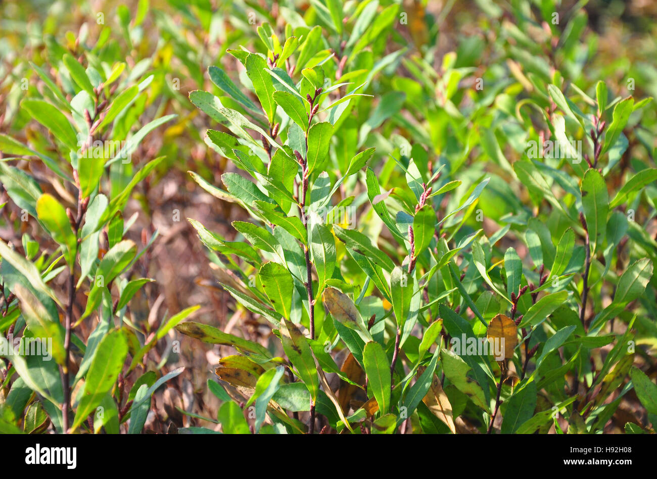 Myrica gale hi-res stock photography and images - Alamy