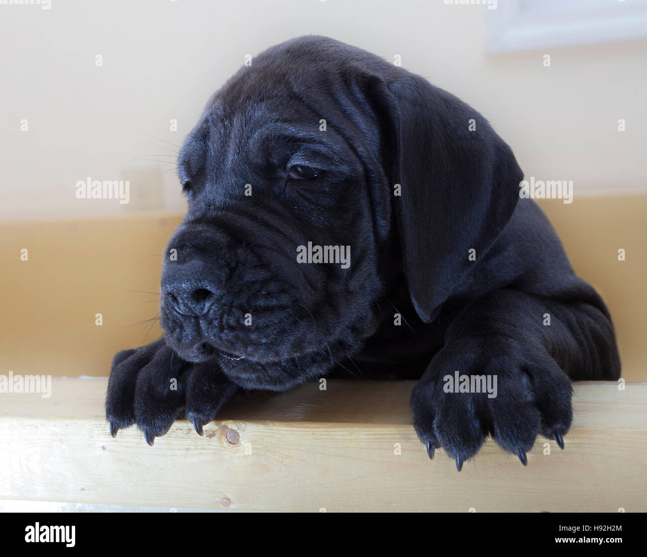 Great dane paws and feet hi-res stock photography and images - Alamy