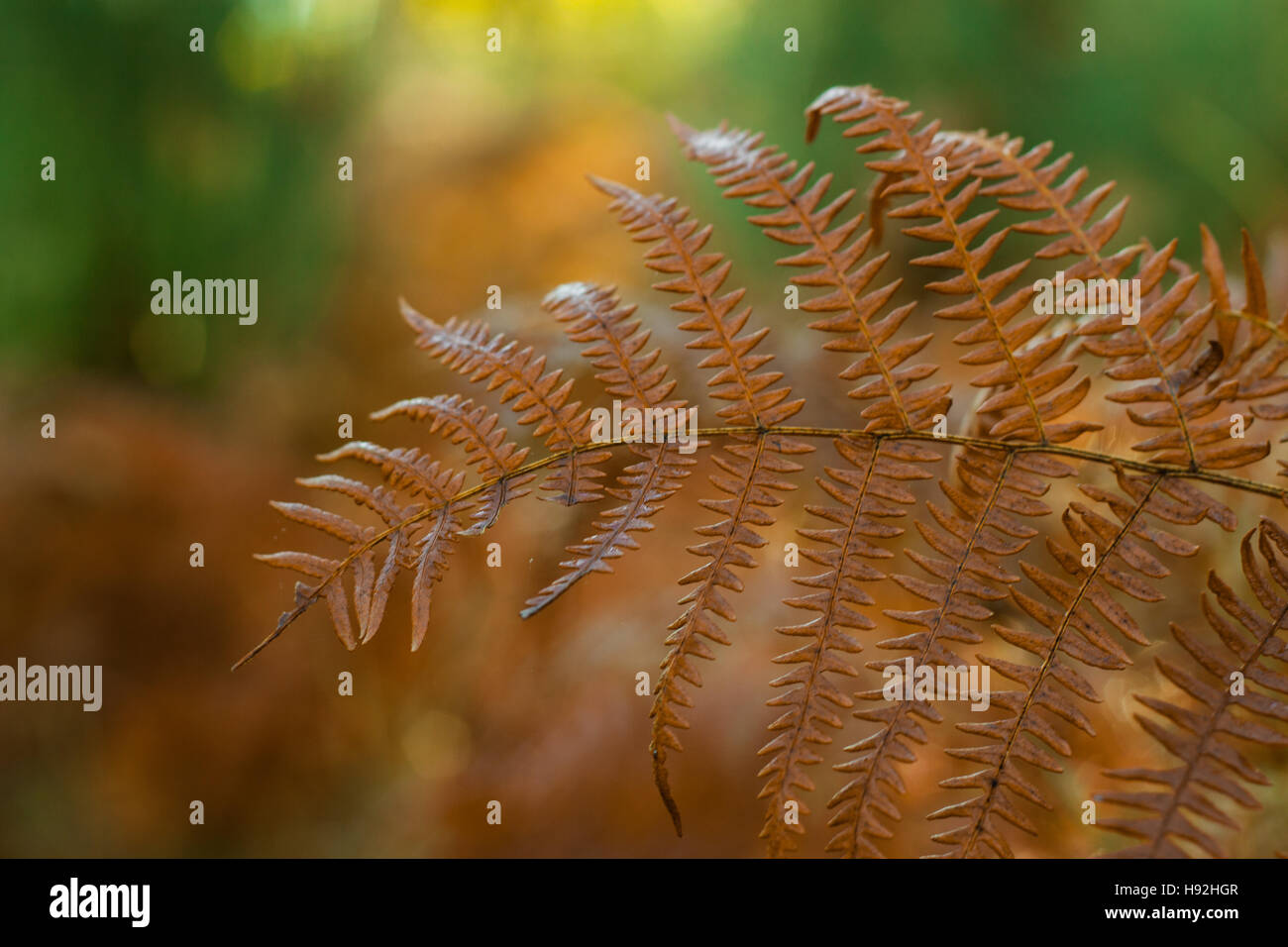 Autumn fern hi-res stock photography and images - Alamy