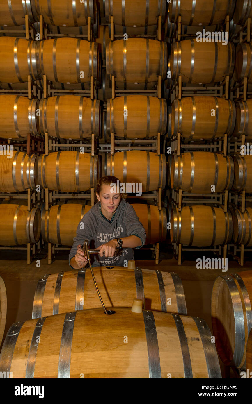 winery worker, oak wine barrels, wine fermentation, fermentation area ...
