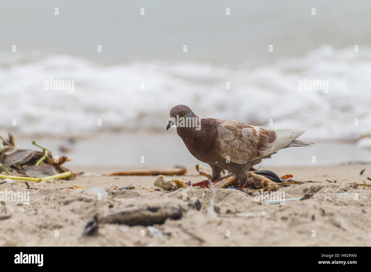 Pigeon unoccupied hi-res stock photography and images - Alamy