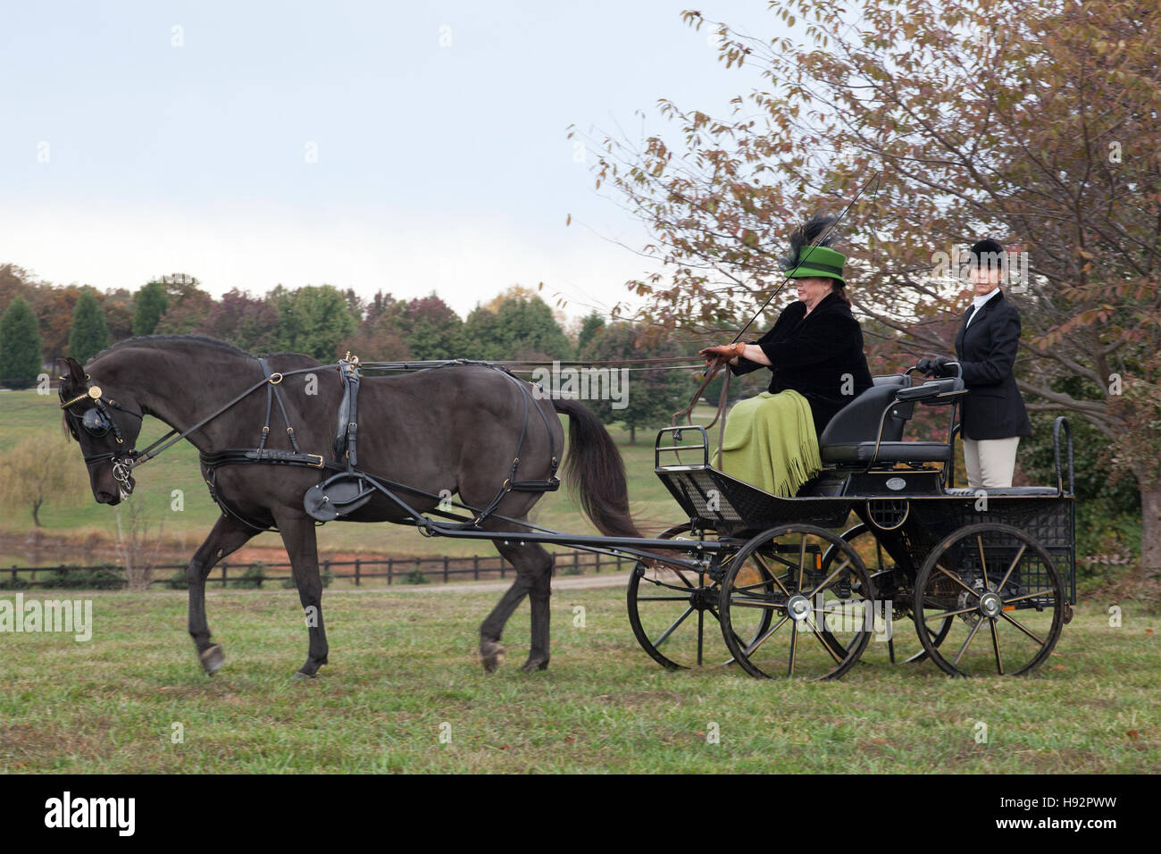 Woman driving a horse drawn cart hi-res stock photography and images ...