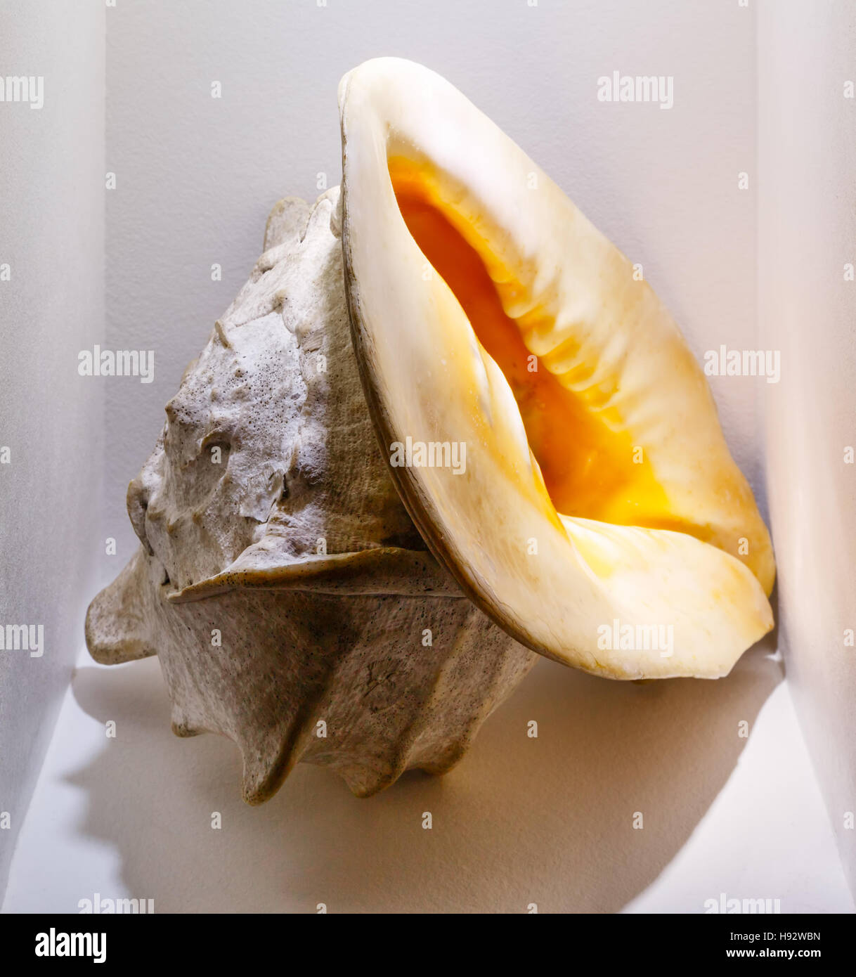 Big sea shell is lying on the white shelf Stock Photo - Alamy