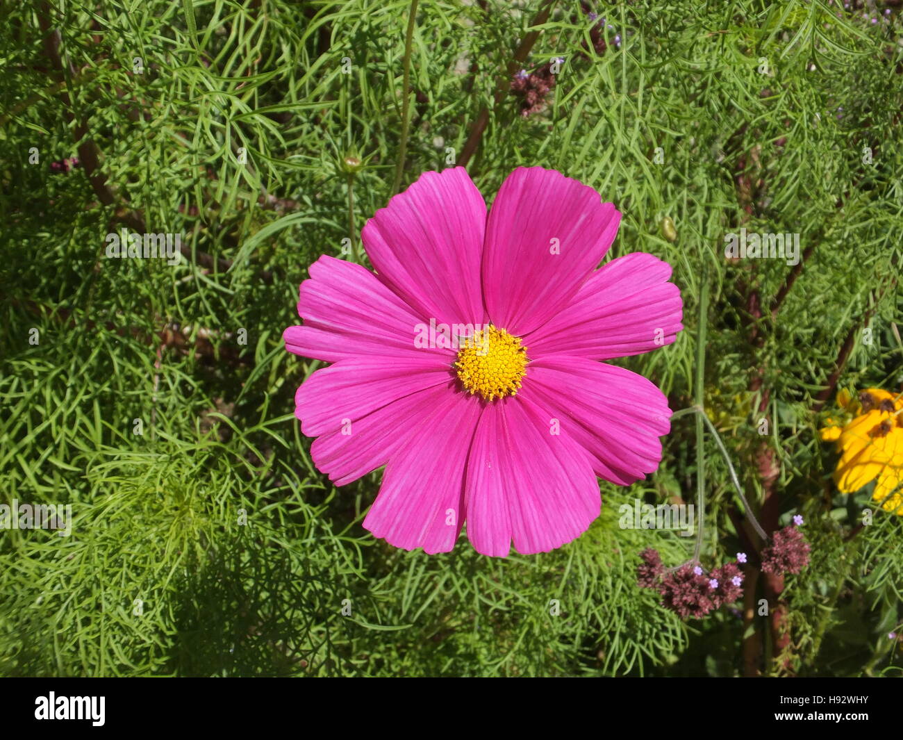 Cosmos perennial plants perennial hi-res stock photography and images ...