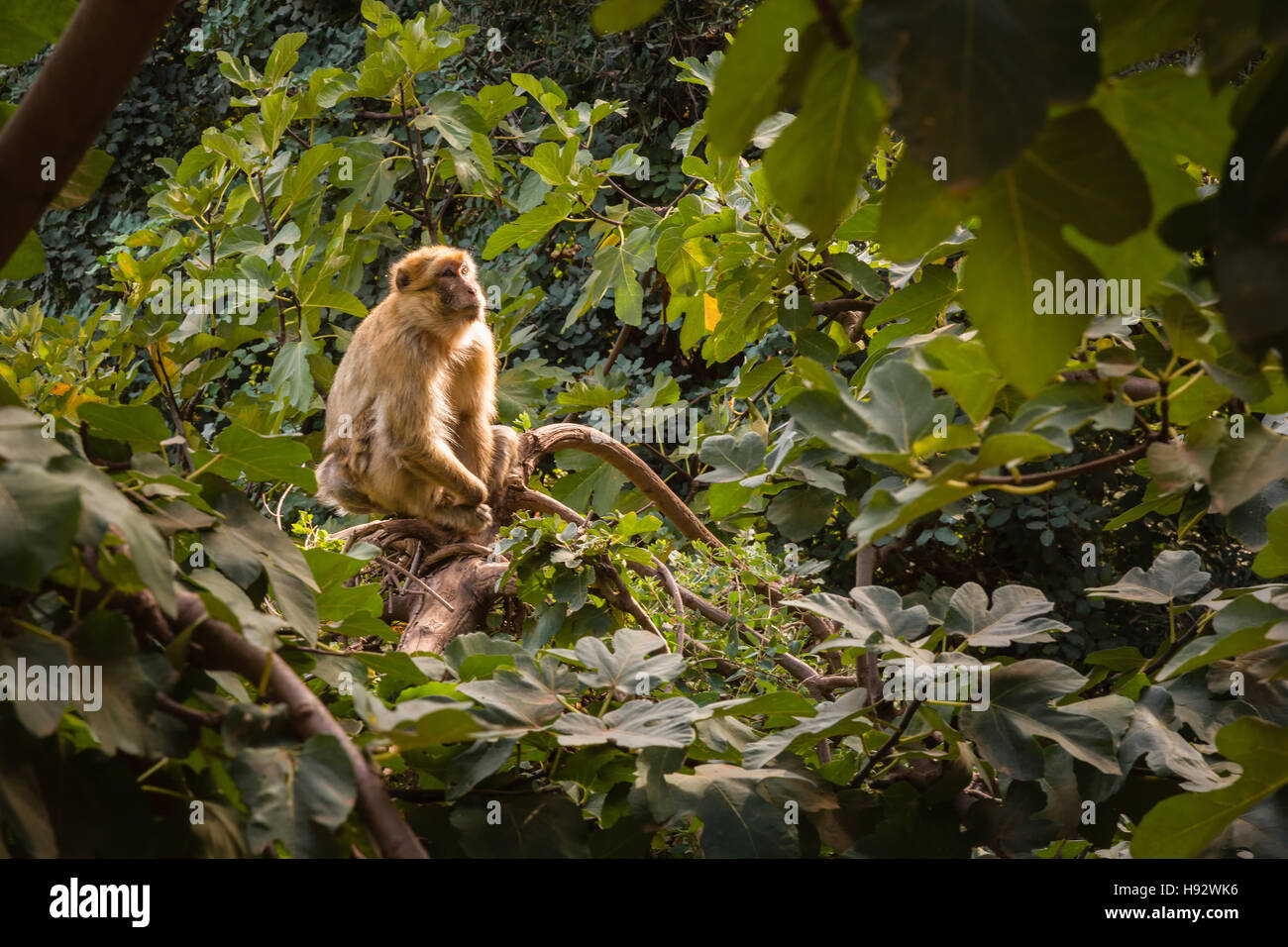 Monkey in the sun hi-res stock photography and images - Alamy