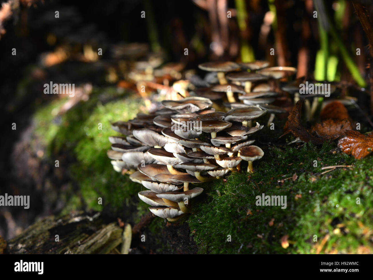 Fungi on a rotting log Stock Photo - Alamy