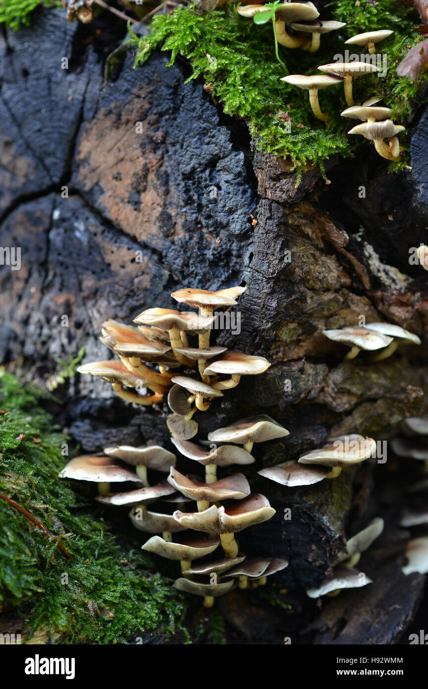 Rotting Log High Resolution Stock Photography and Images - Alamy