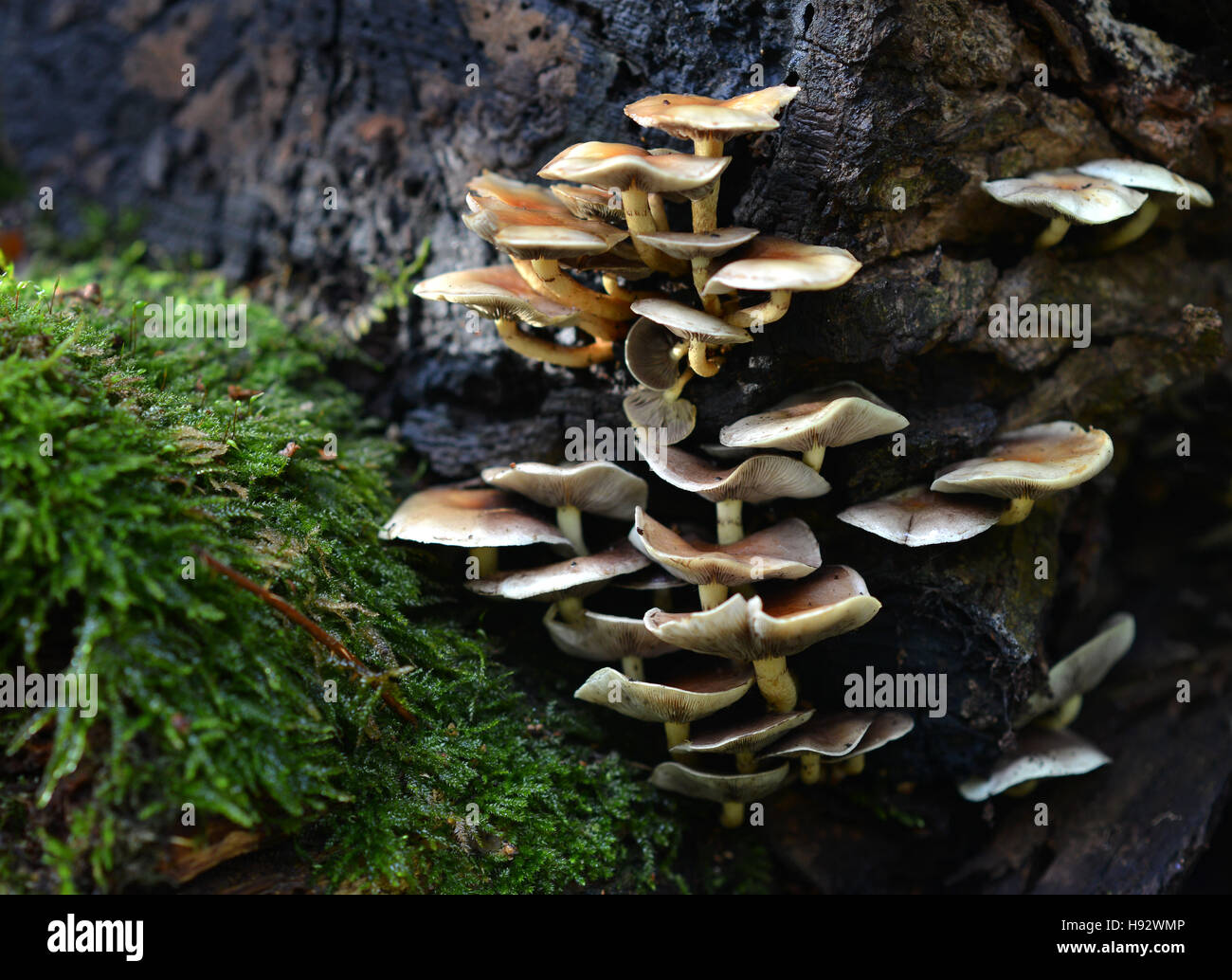 Fungi Log High Resolution Stock Photography and Images - Alamy