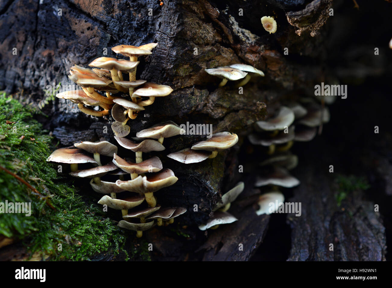 Fungi on a rotting log Stock Photo - Alamy