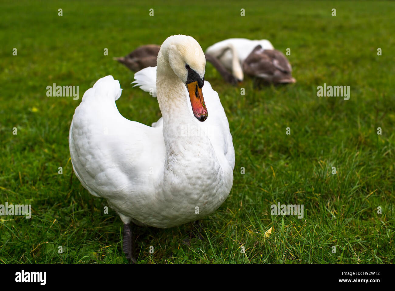 Swans in the green grass at field Stock Photo - Alamy