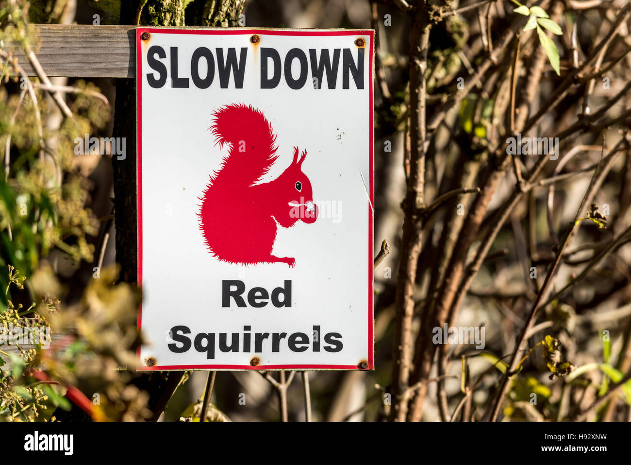 A road sign warning drivers about red squirrels in the Lake District ...