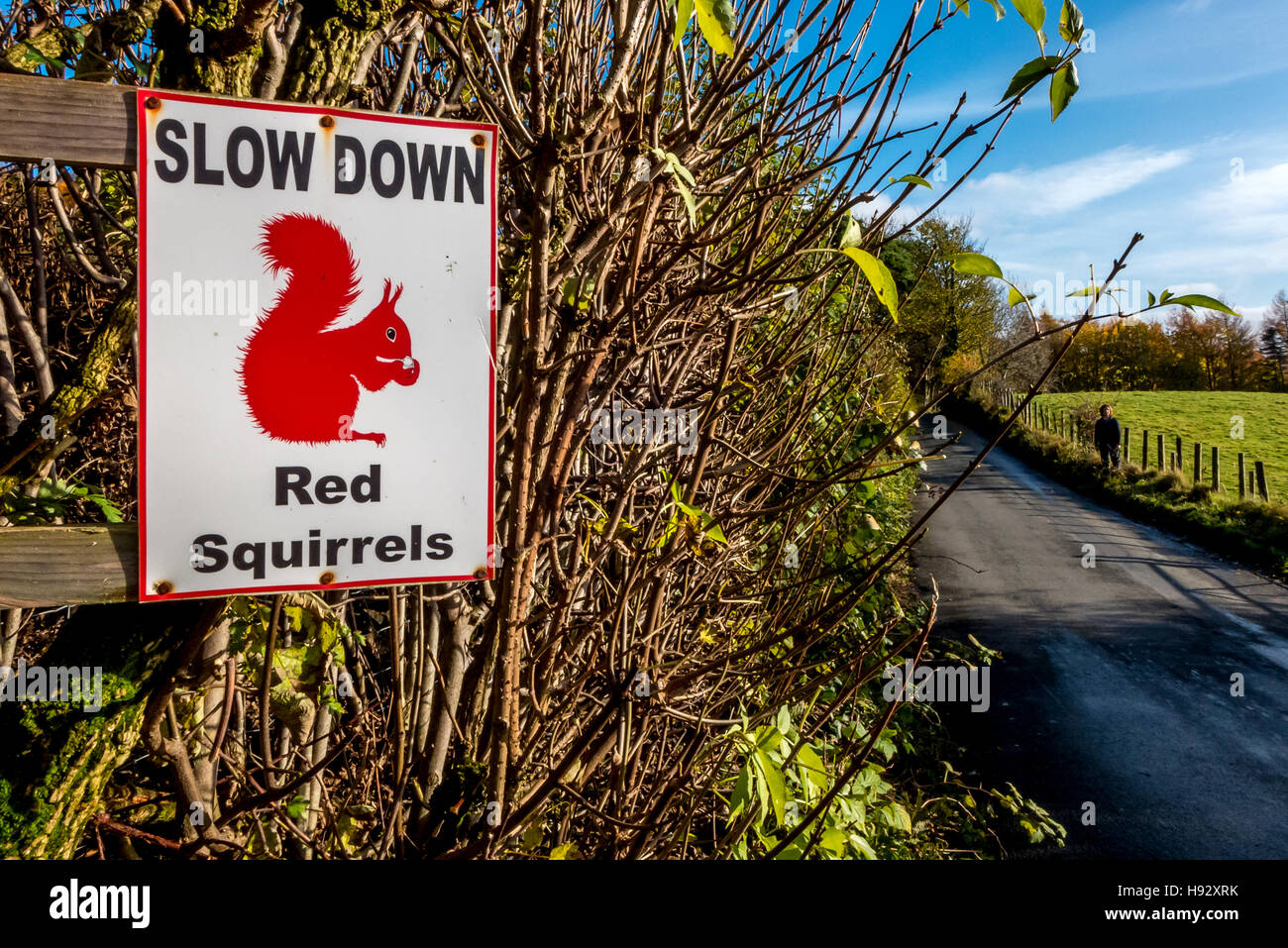 A road sign warning drivers about red squirrels in the Lake District ...
