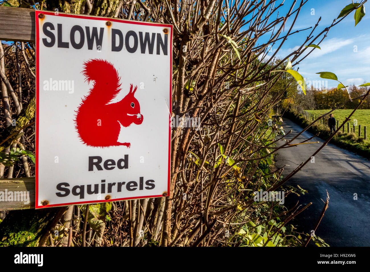 A road sign warning drivers about red squirrels in the Lake District ...