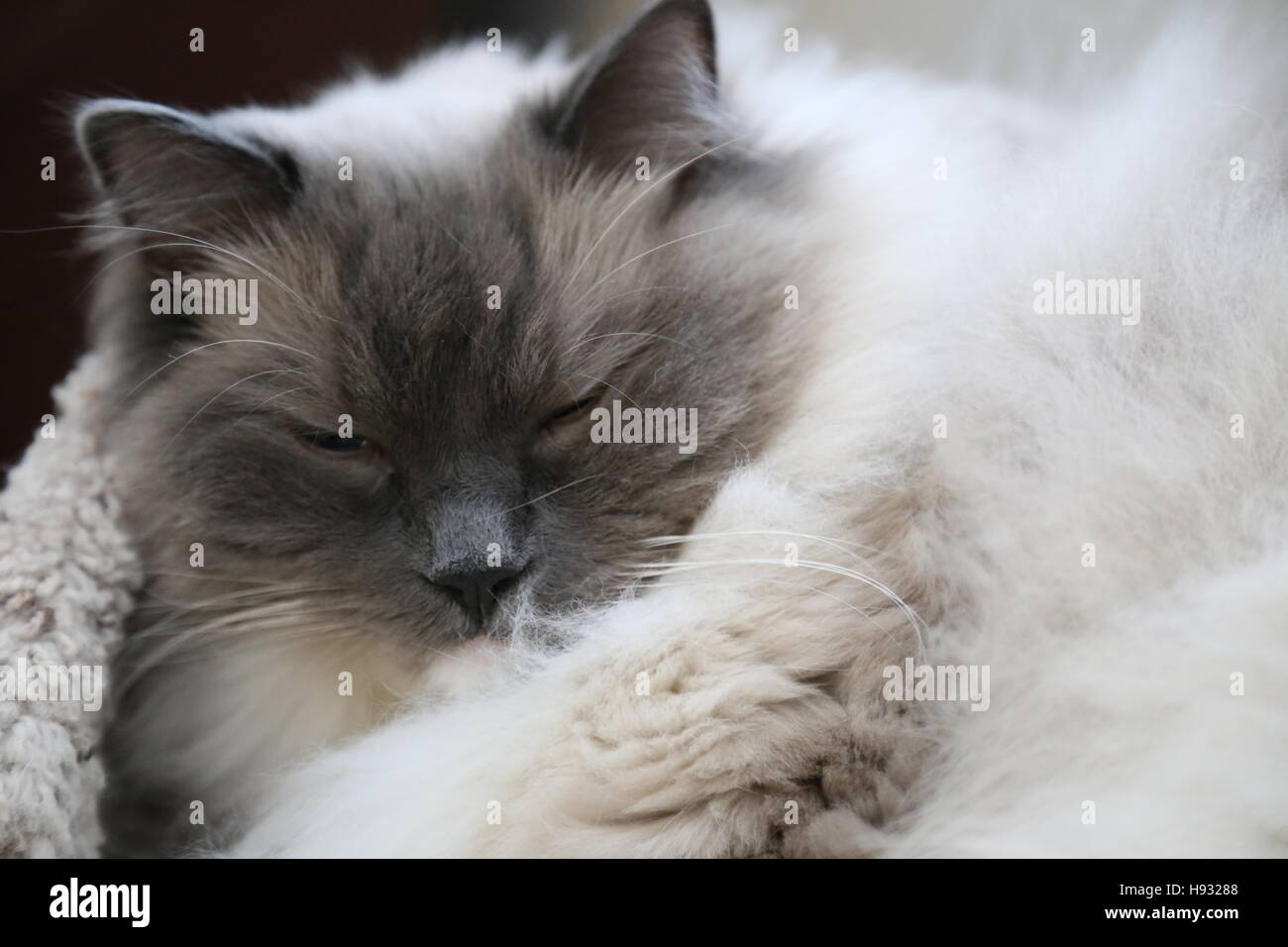 Dozing off hi-res stock photography and images - Alamy