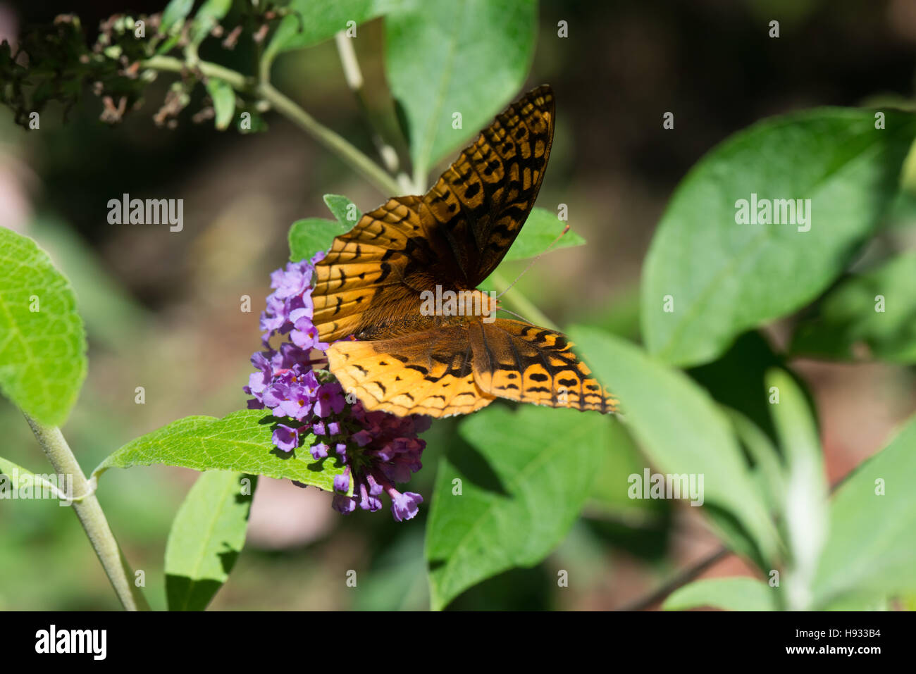 Great Spangled Fritillary Butterfly on Garden Flower Stock Photo - Alamy