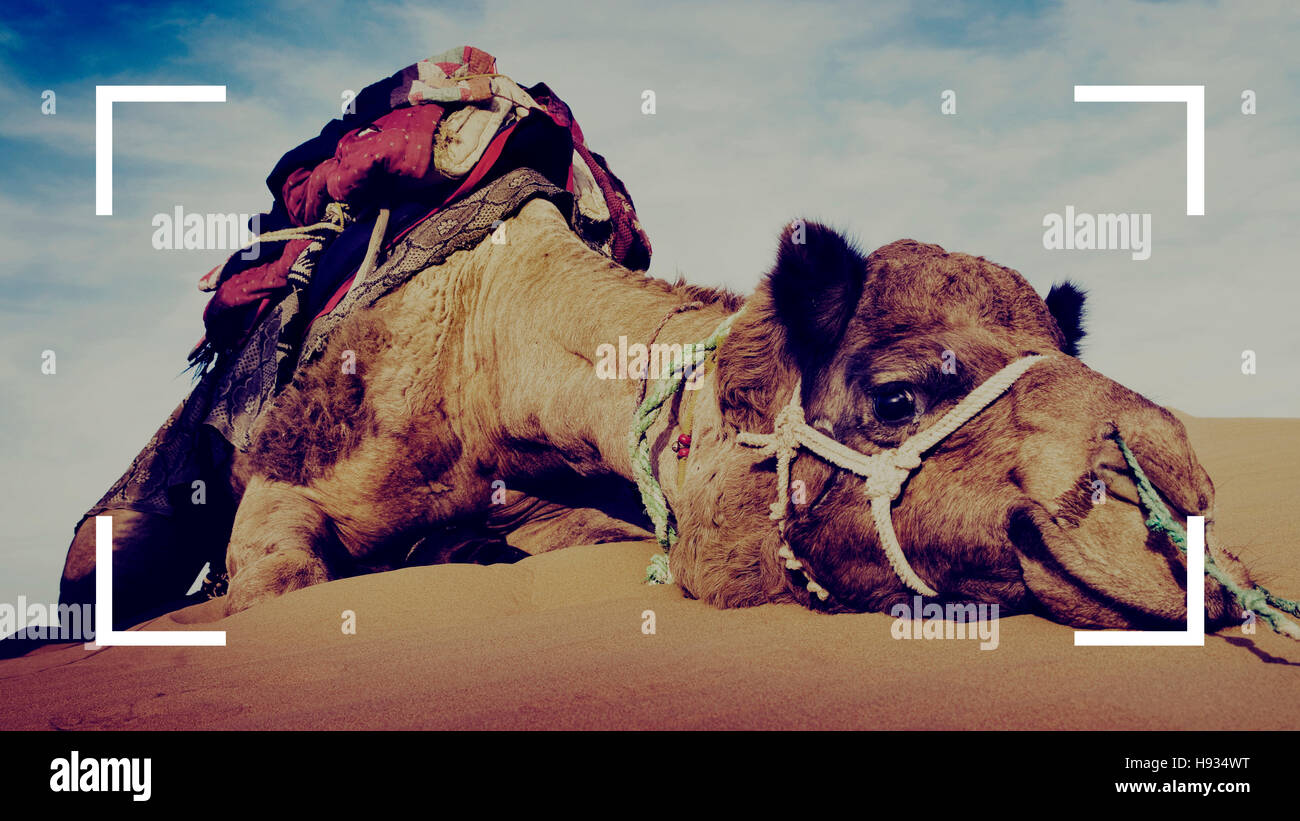 Camera Focus Frame Border Copy Space Concept Stock Photo - Alamy