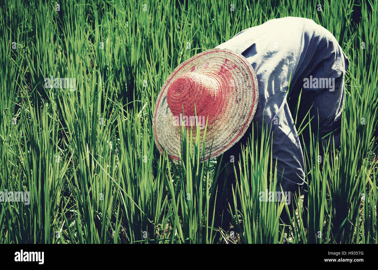 Farmer Harvesting Rice Nature Asian Culture Concept Stock Photo - Alamy