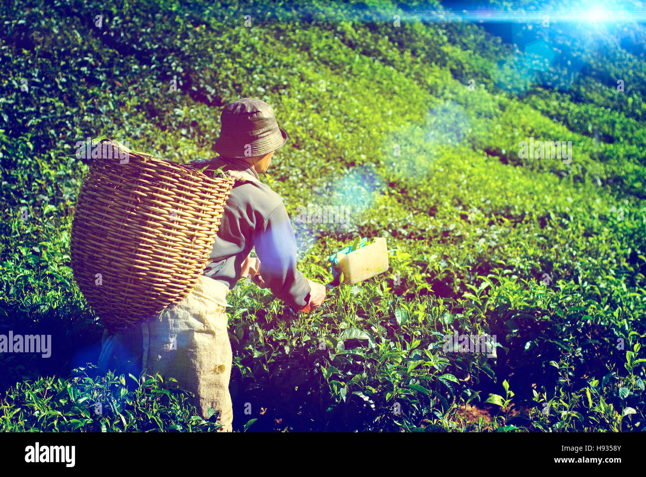 Farmer Picking Tea leaf Indigenous Culture Concept Stock Photo - Alamy