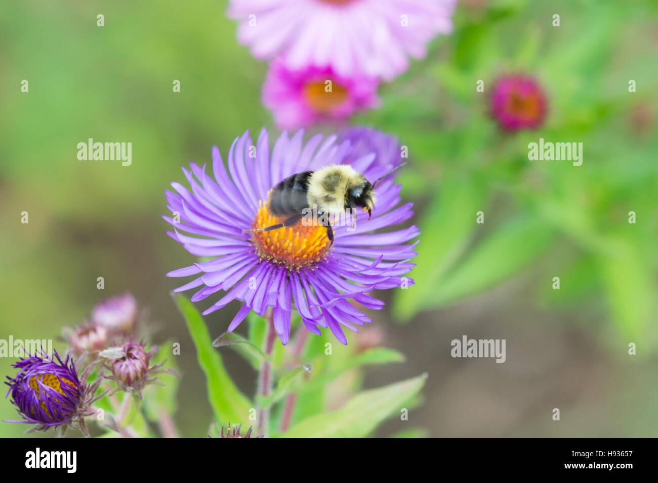 Bee Flying from Flower Stock Photo - Alamy
