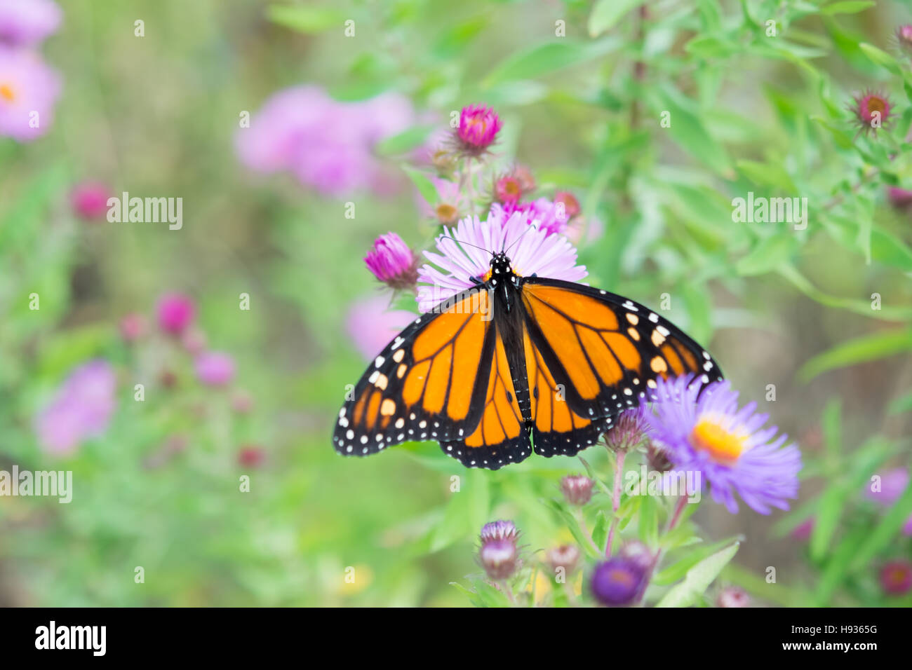 Monarch Butterfly on Flower Stock Photo - Alamy