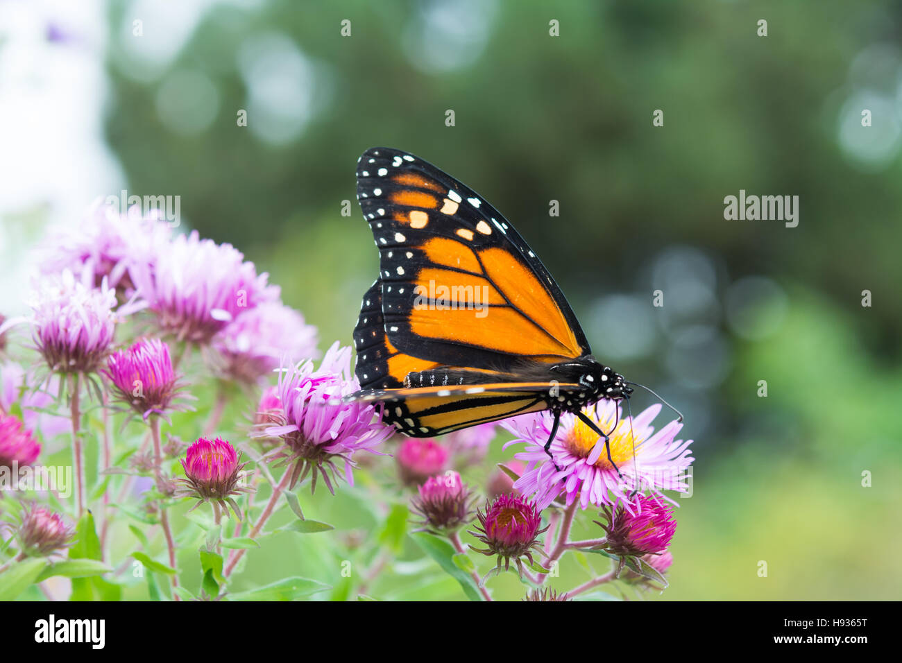 Monarch butterfly flower hi-res stock photography and images - Alamy