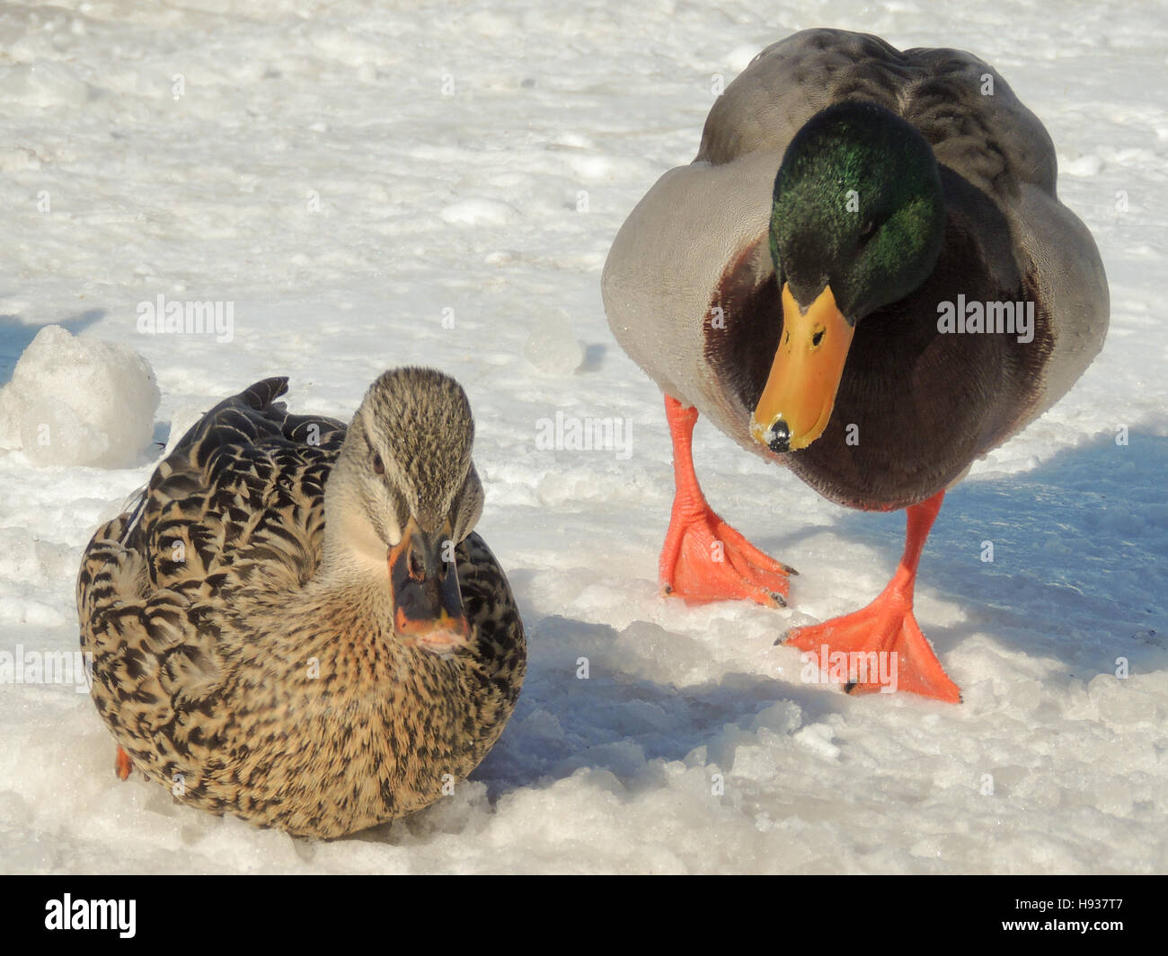 Male and female mallard sitting hi-res stock photography and images - Alamy